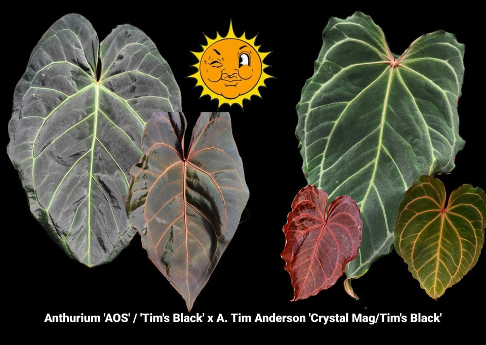 Anthuriums – Nice Plants Good Pots