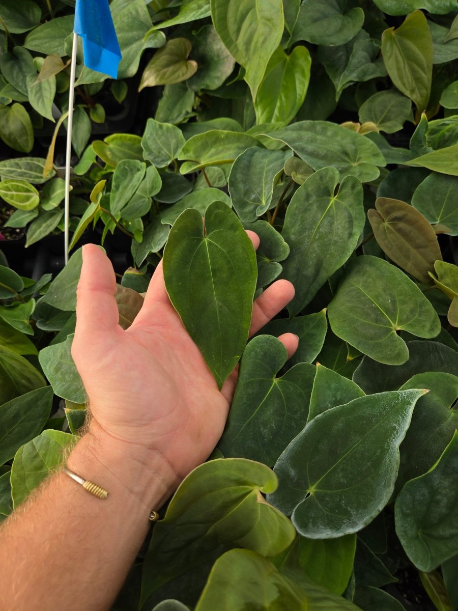 Anthurium Papillilaminum 'Nice Pap #100' x A. Papillilaminum 'Puffy ...