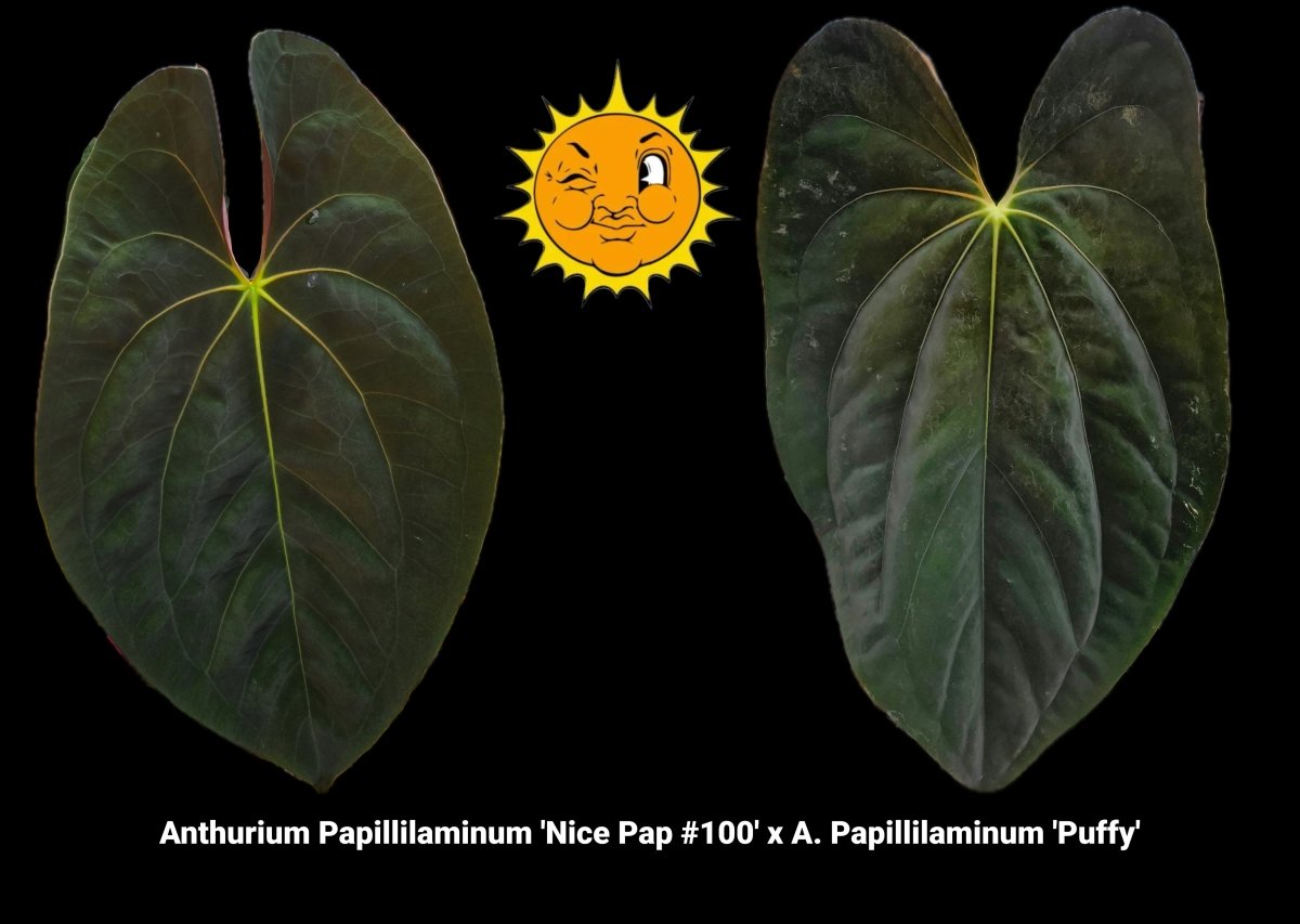 Anthurium Papillilaminum 'Nice Pap #100' x A. Papillilaminum 'Puffy ...