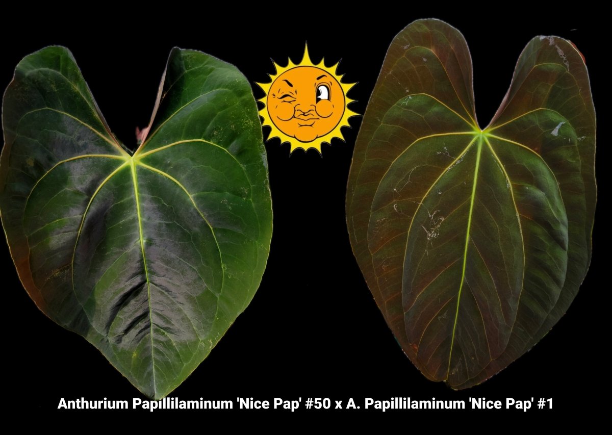 Anthurium Papillilaminum 'Nice Pap #50' x Papillilaminum 'Nice Pap #1 ...